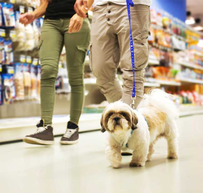 What to Look for When You Buy Puppy Food | Animush Raw Pet Food