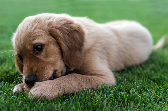 Why Proper Dog Nutrition is Important | Animush Raw Pet Food