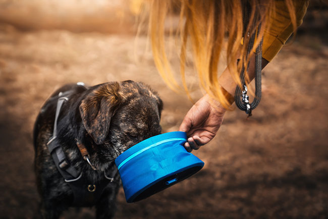 Give Your Dog the Best with Natural Dog Food | Animush Raw Pet Food