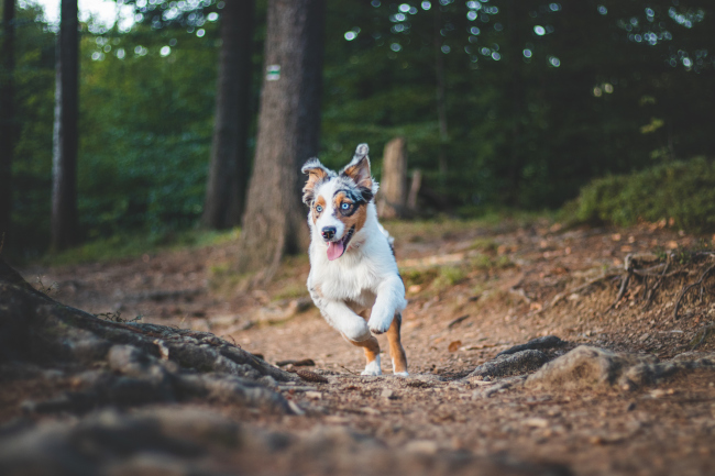 Top 3 Benefits of Natural Dog Food | Animush Raw Pet Food